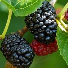 Mulberry Fragrant Oil – The Natures Treasure